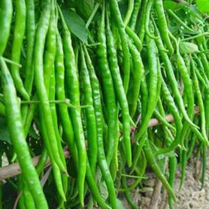 SSSB LIVE PLANT Chili Hot Jwala Pariksha Seed Price in India - Buy SSSB ...