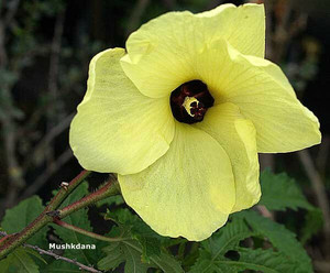 Faabiie Mushk dana, Musk Dana, Muskdana, Ambrette, Abelmoschus ...