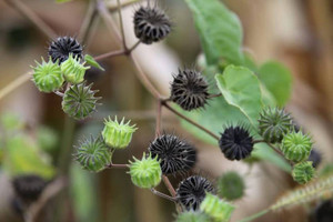 Chillatai Kanghi / Indian Mallow / Abutilon Indicum / Kangi Herbal ...