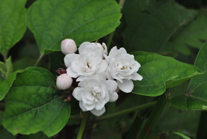 ASPEN Mysore Malli Flower Plant | Not a Seed Price in India - Buy ASPEN ...