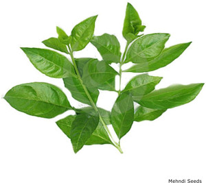 Faabiie Lawsonia inermis Mehndi Mehandi Henna Mignonette tree Seed ...