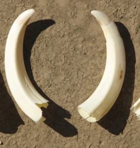 vastu ASTRO-D Replica For worship, the SUAR DANT- is made in the shape ...