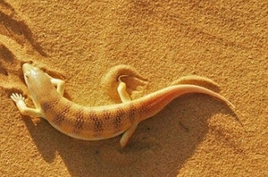 Astro Raig Mahi Ragmai Reet Ki Machhli Sand Lizard Samkatal Saida ...