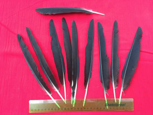 Astro ASTRO-D, CROW Feather,, CROW Ka Pankh, Decorative Showpiece ...