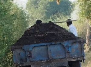 AYODHYA COW DUNG MANURE Desi Cow Dung Manure For Plants, Fertilizer Cow ...
