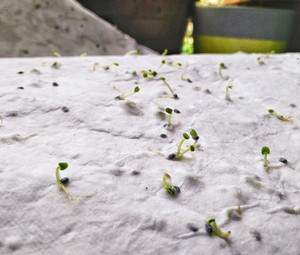 Alkarty Seed Germination Paper 12x18 inch Pack of 30 Papers Soil Price ...