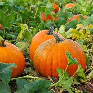 jkfarm Pumpkin, Kaddu, Kumro Seed Price in India - Buy jkfarm Pumpkin ...