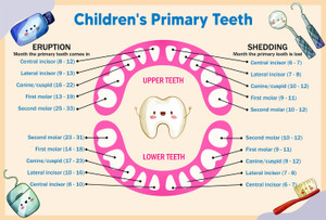 ShubhFly 48 cm Children Teeth Chart Baby Teeth Anatomy for Dental ...