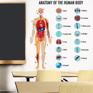 WALMORA 110 cm Human Body - Internal Organs - Anatomy - Education ...