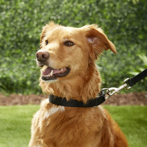 Dog Poster, Puppy Dog POSTER, Cute Dog Poster, Dogs Poster, ANIMALS ...