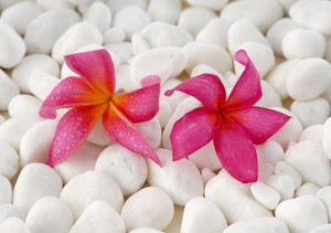 Puyangam Tailor Bird Polished White Pebbles Regular Angular Crystal ...