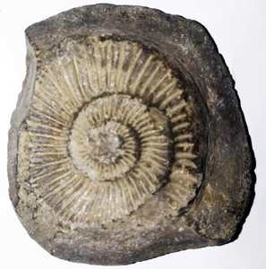 hoseki Shaligram 83 gm 8CM Salagrama Stone Regular Asymmetrical Crystal ...