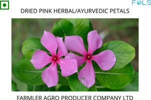 FOLS PERIWINKLE FLOWER TEA | HERBAL/AYURVEDIC TEA LEAVES SADABAHAR ...