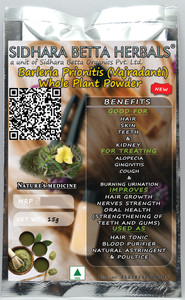 SIDHARA BETTA HERBALS Barleria prionitis (Vajradanti) Whole Plant ...