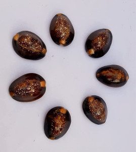 Firmus Kali Kaudi/kawri/kodi / Kali kwri/ sea shell for laxmi and ...