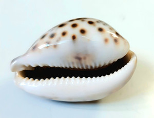 HSP 100% Original & Natural Big Size Kaudi Shell Laxmi Pooja. Stoneware ...